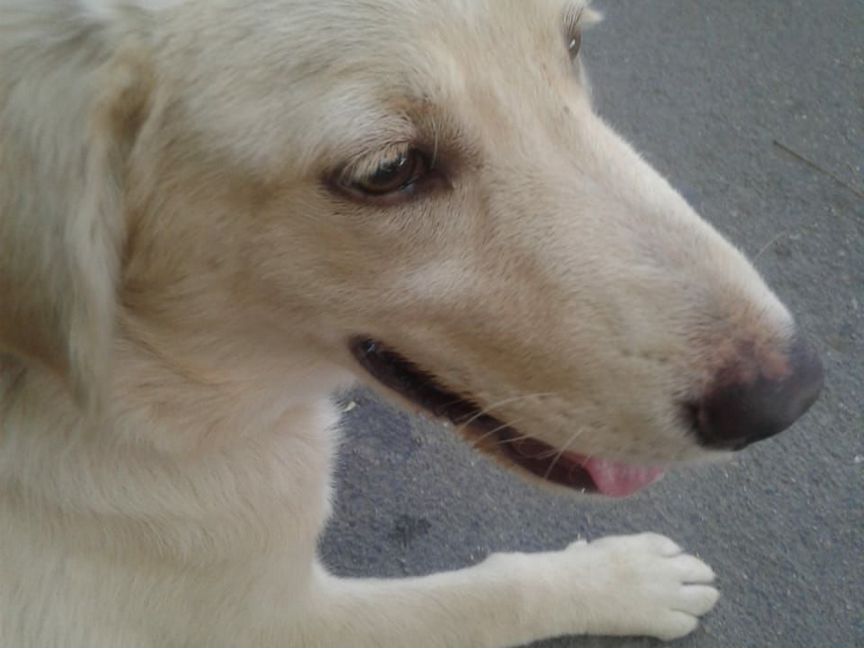 Щенок 5 месяцев помесь