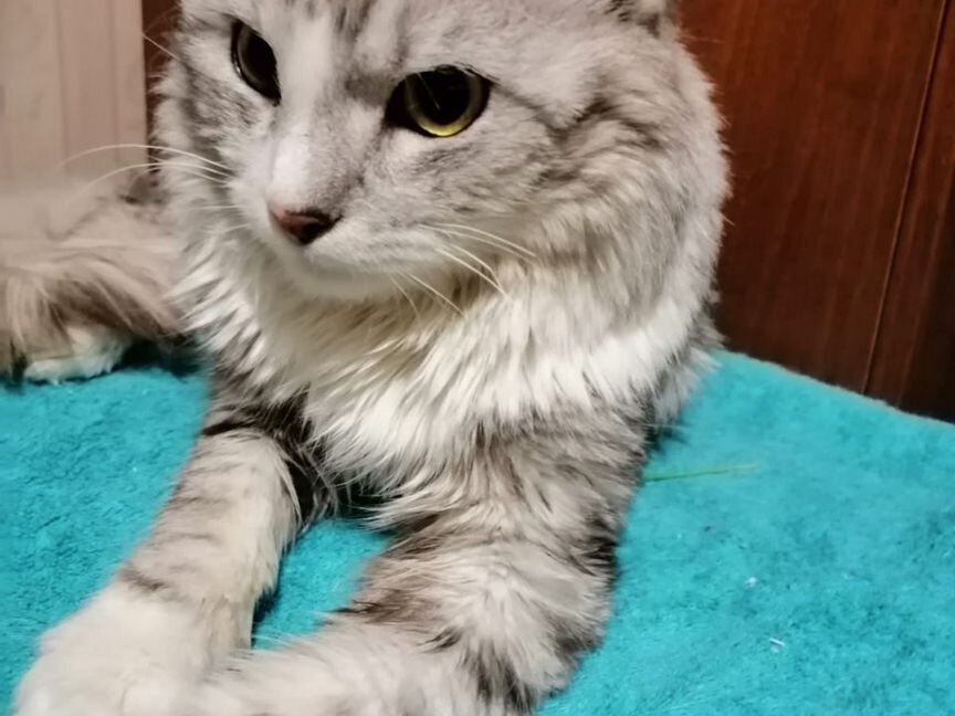 Котэ-красавец