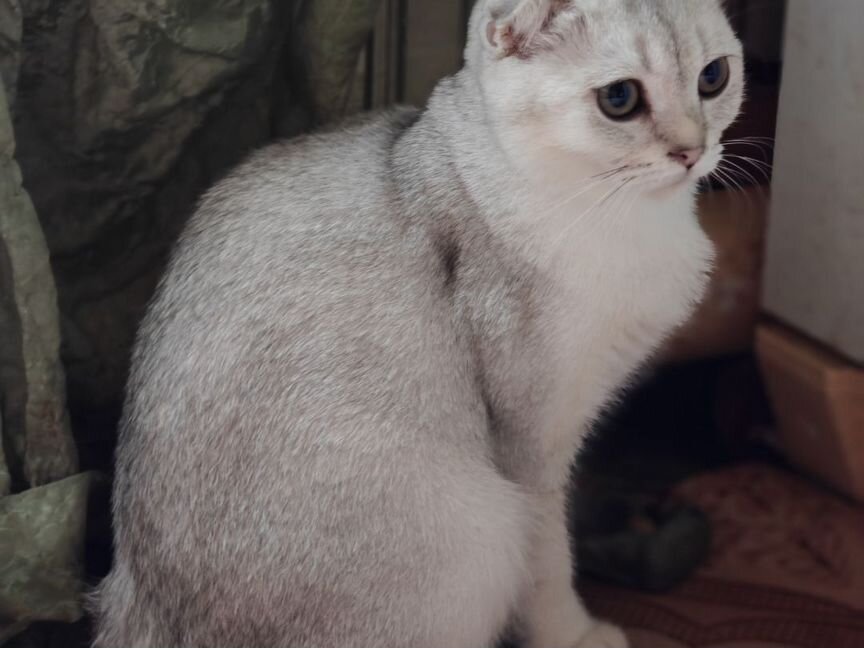 Шотландская