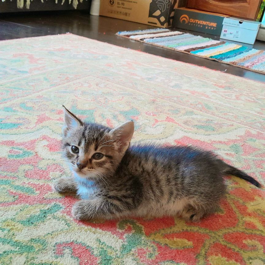 Котята в добрые руки бесплатно