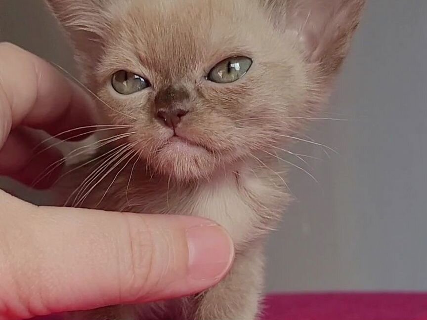 Бурманский котик шоколадного окраса