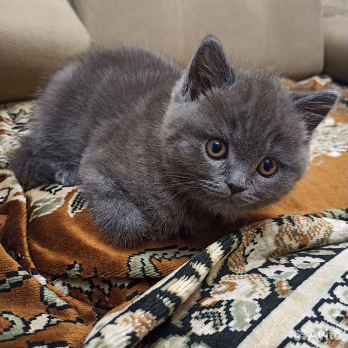 Продам шотландского котика