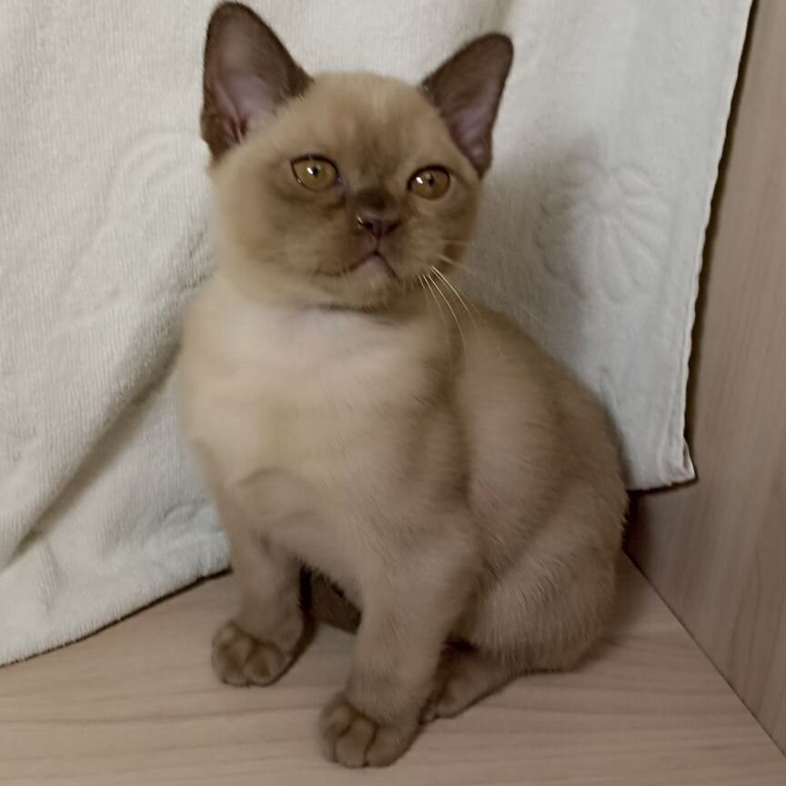 Европейский бурманский котёнок