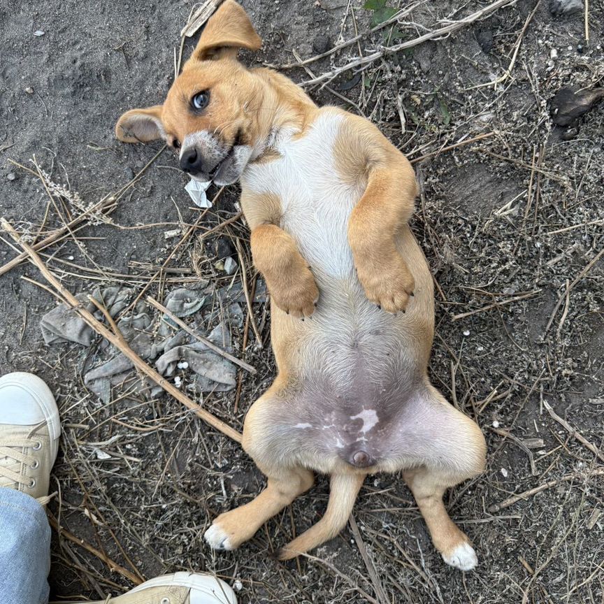 Щенки