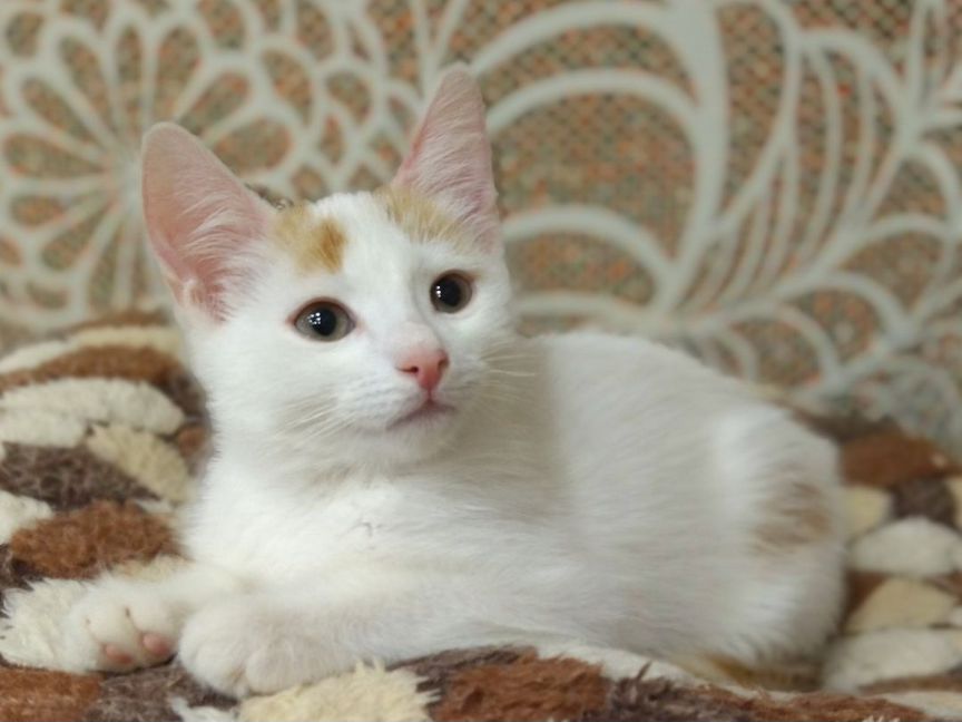 Маленький мальчик ищет дом