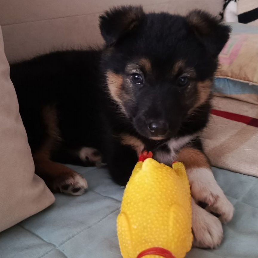 Щенок в добрые руки