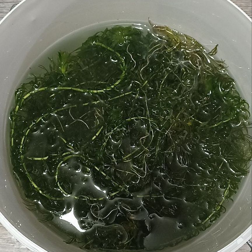 Аквариумные растения