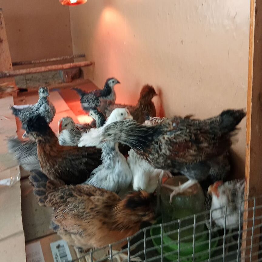 Цыплята несушки утки