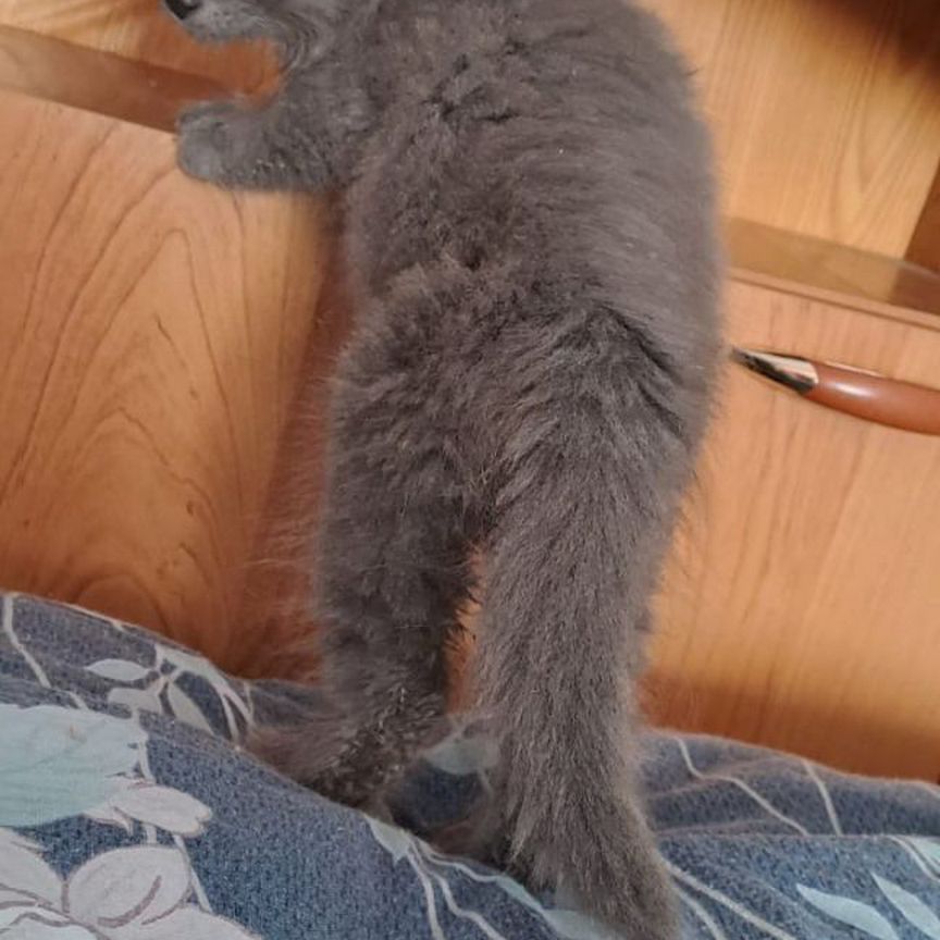 Котята сибирские дымчатые