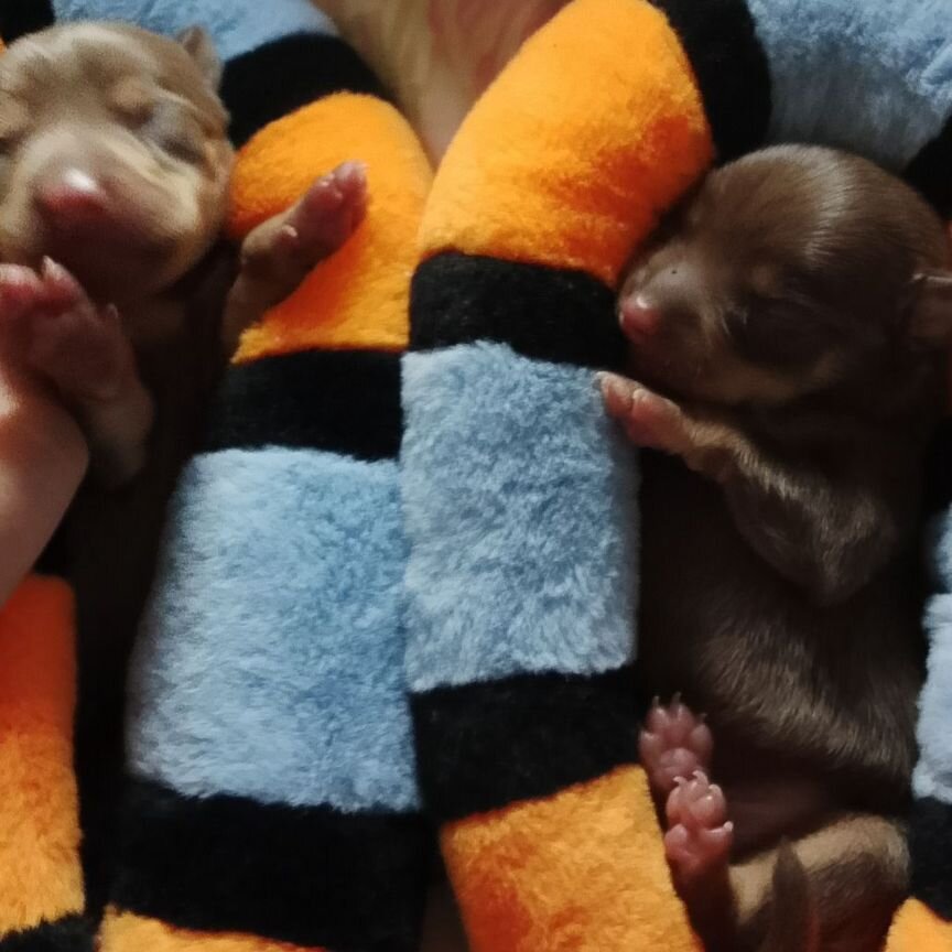 Русский той-терьер, щенок