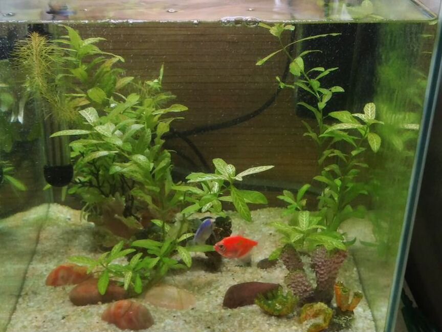 Аквариум 31л со всем необходимым