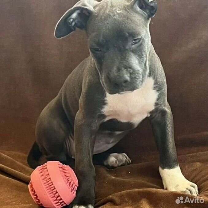 Стаффордширский терьер голубая леди