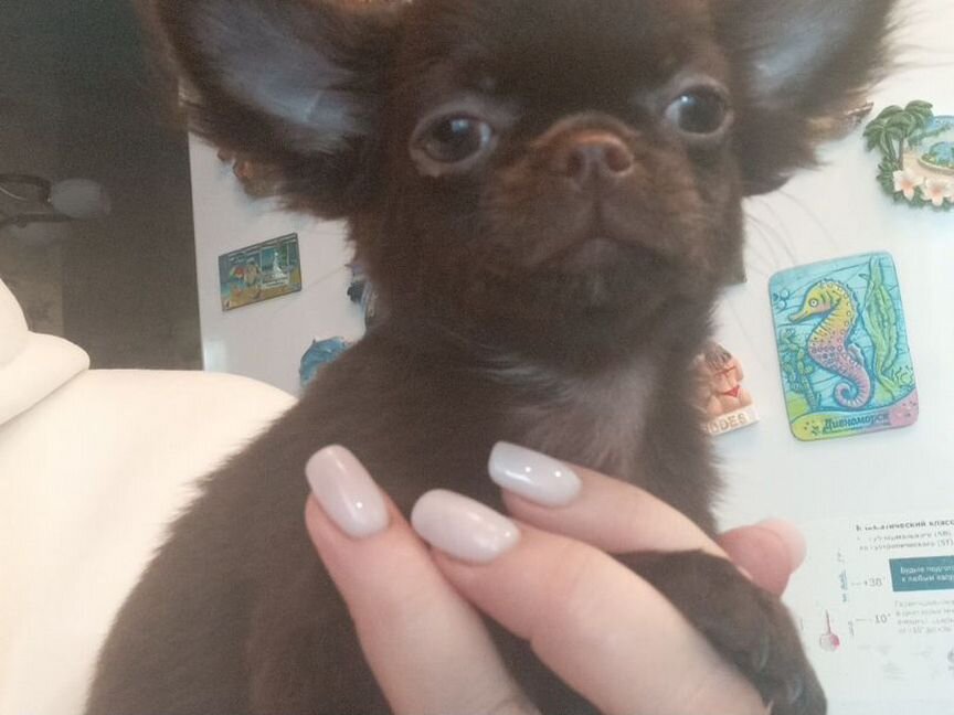 Красивые малыши чихуа