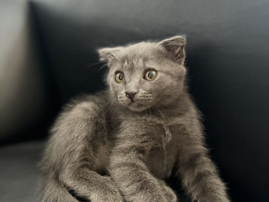 Кошка в дар