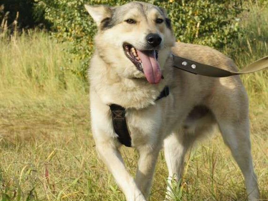 Собака в добрые руки / бесплатно