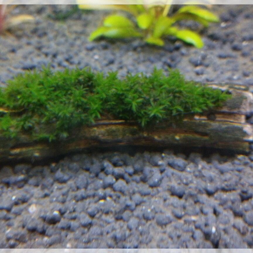 Редкий самый маленький мох