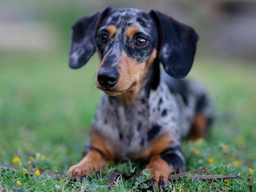 Такса мальчик