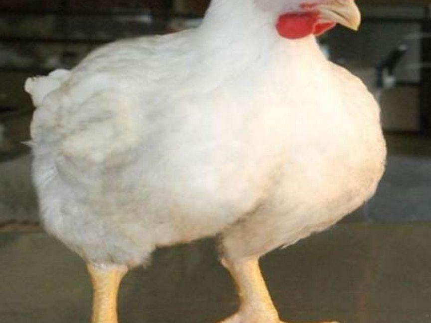 Бролеры кобб-500