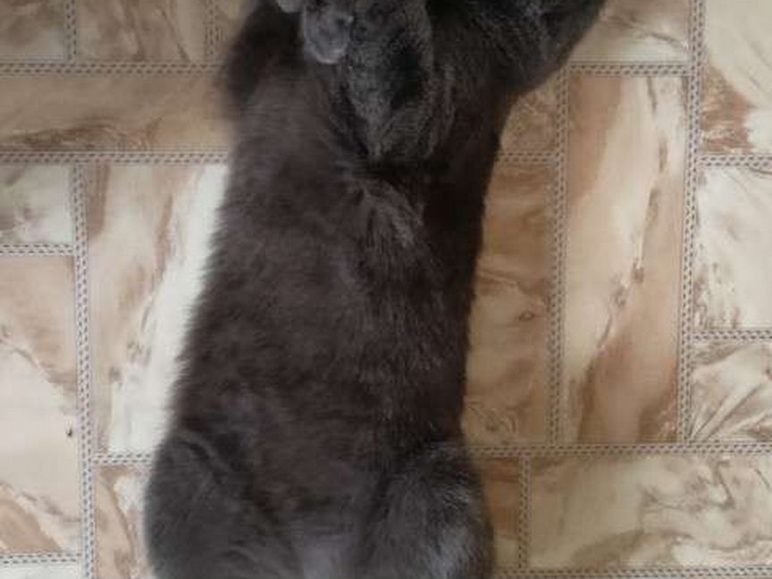 Голубая кошатина