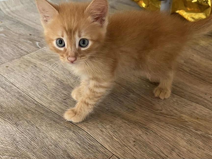 Рыжие котята 2 месяца