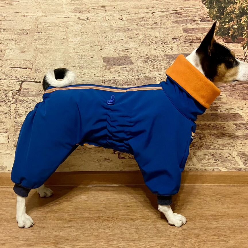 Одежда для басенджи