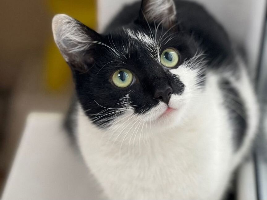 Кошечка Тиана верит в волшебное чудо