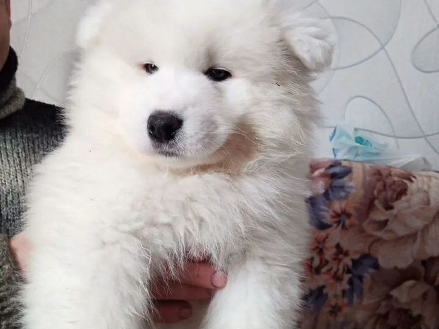 Щенки самоеда