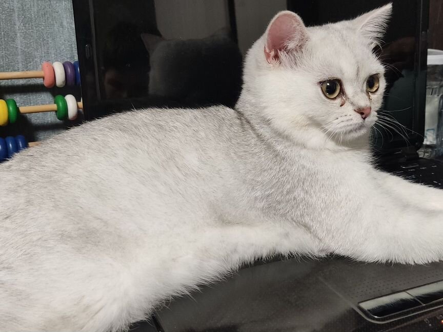 Кот серебристая шиншилла