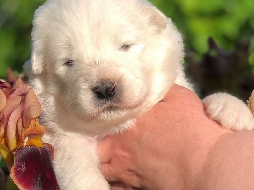 Самоедики щенки малыши