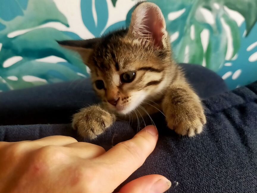 Котята малюськи