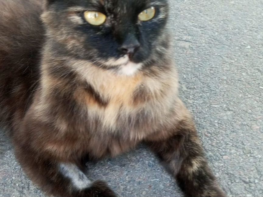 Стерилизованая Белочка