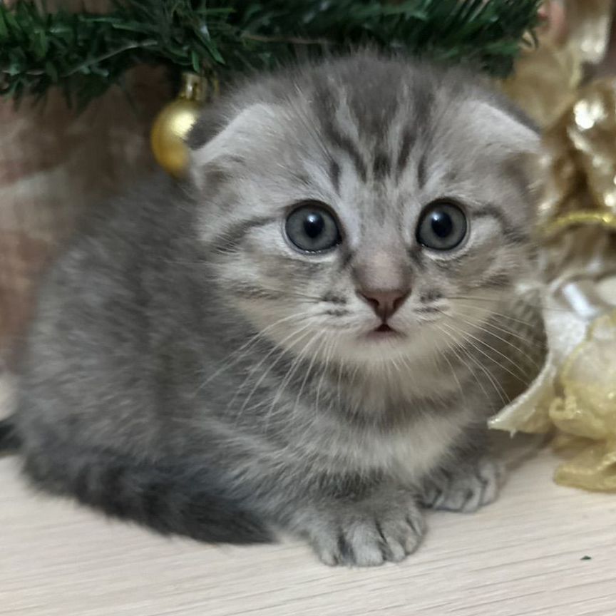 Шотландский вислоухий короткошёрстный котёнок