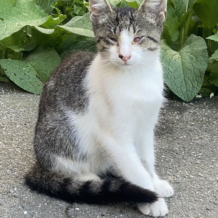 Кошечки бесплатно