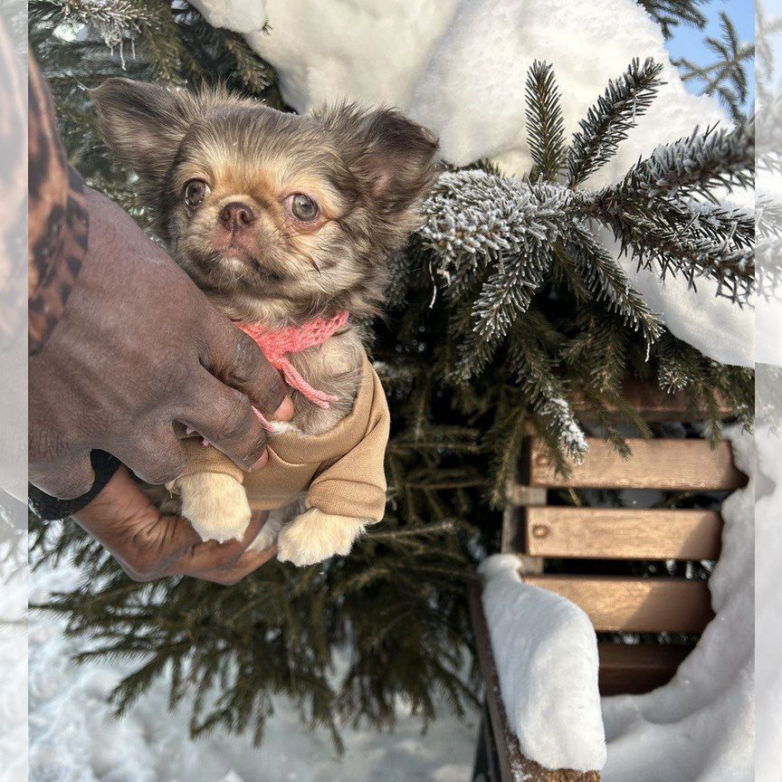 Чихуахуа, щенок