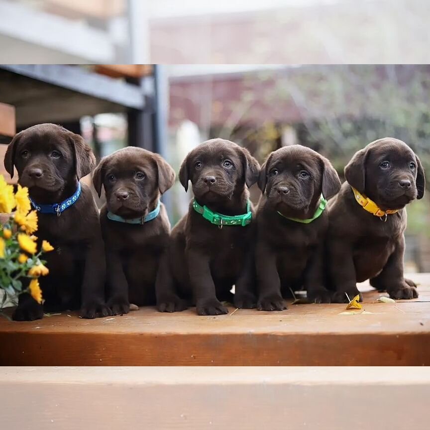 Лабрадор-ретривер, щенок