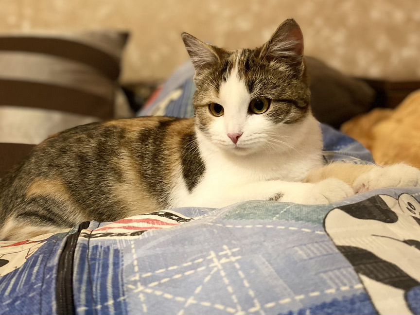 Оливка ждет маму