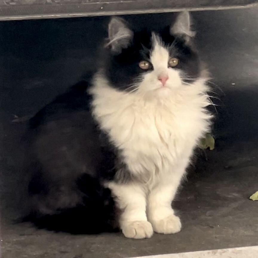 Котенок в добрые руки