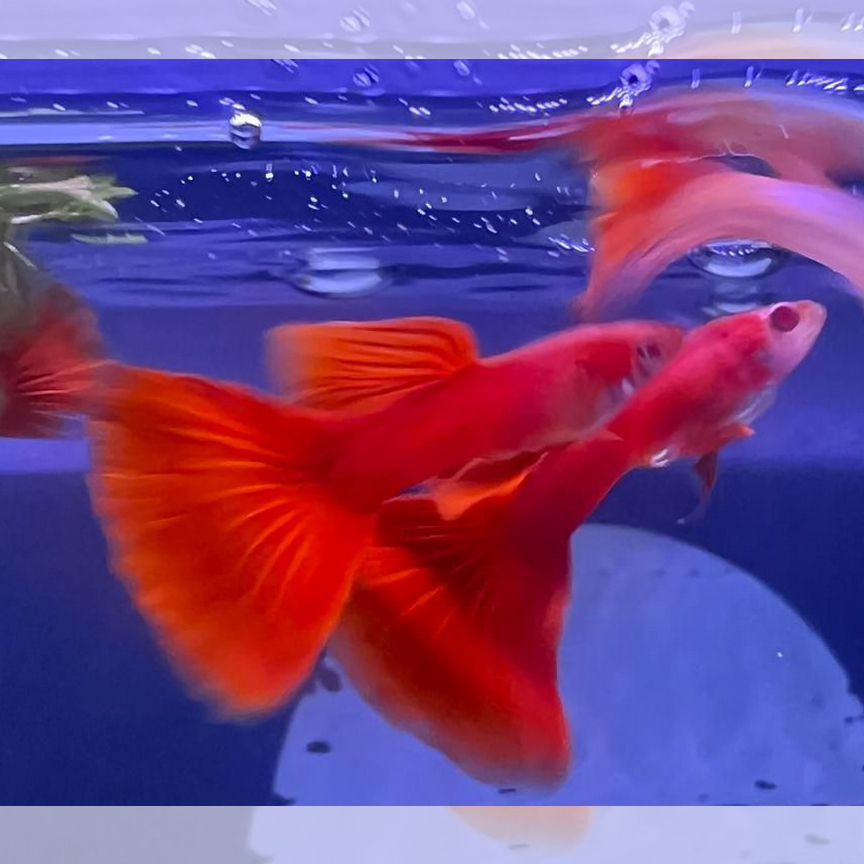 Гуппи RED. Full. (Ред фул)