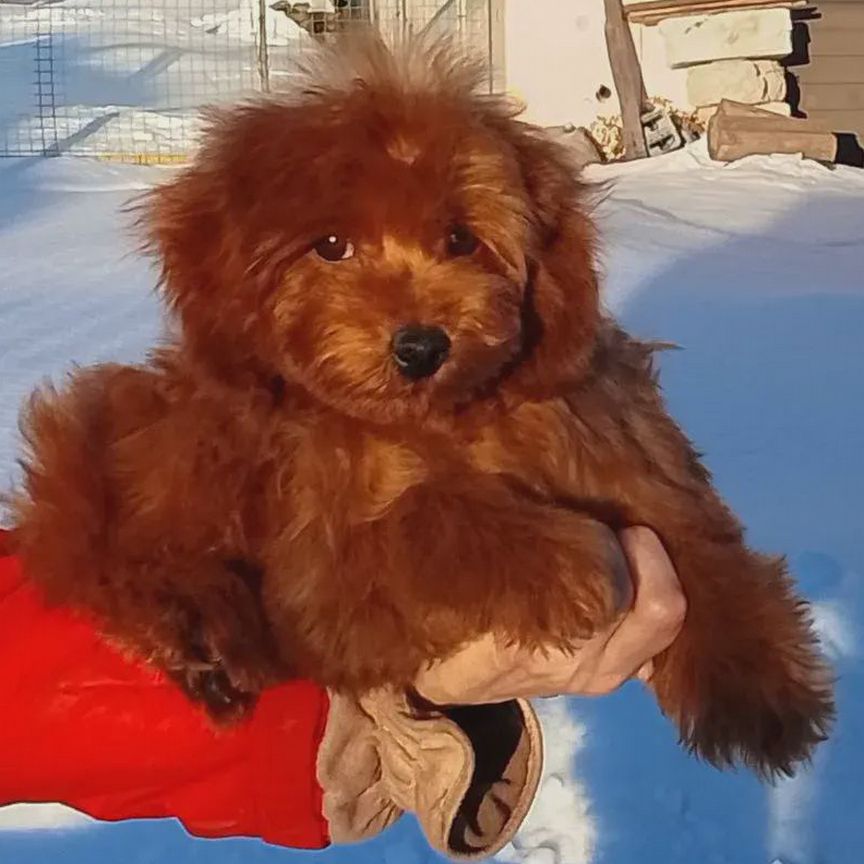 Той-пудель, щенок