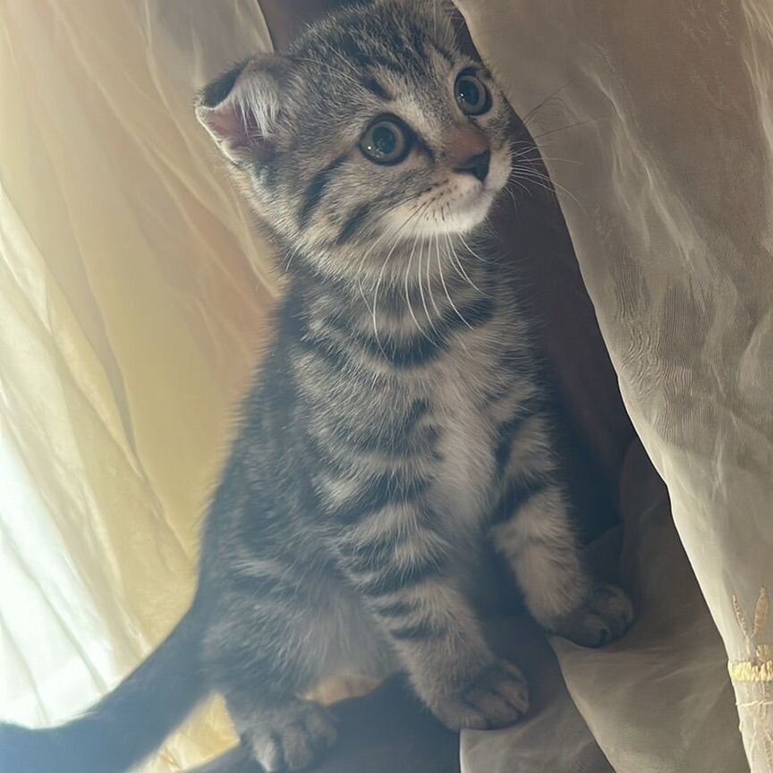 Вислоухие котики