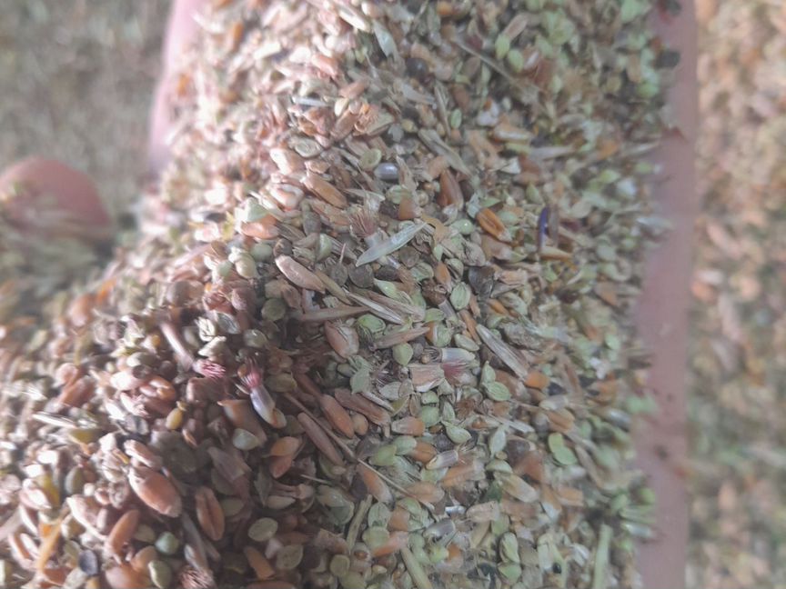 Корм от сортировки пшеницы