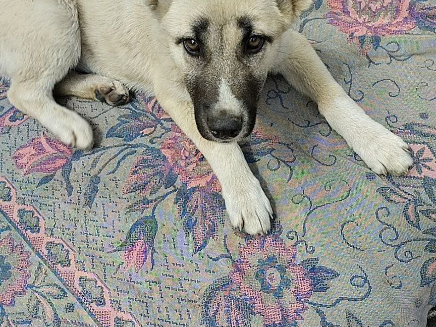 Собака в добрые руки отдам бесплатно