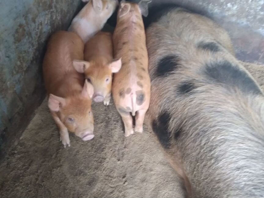 Продам поросят