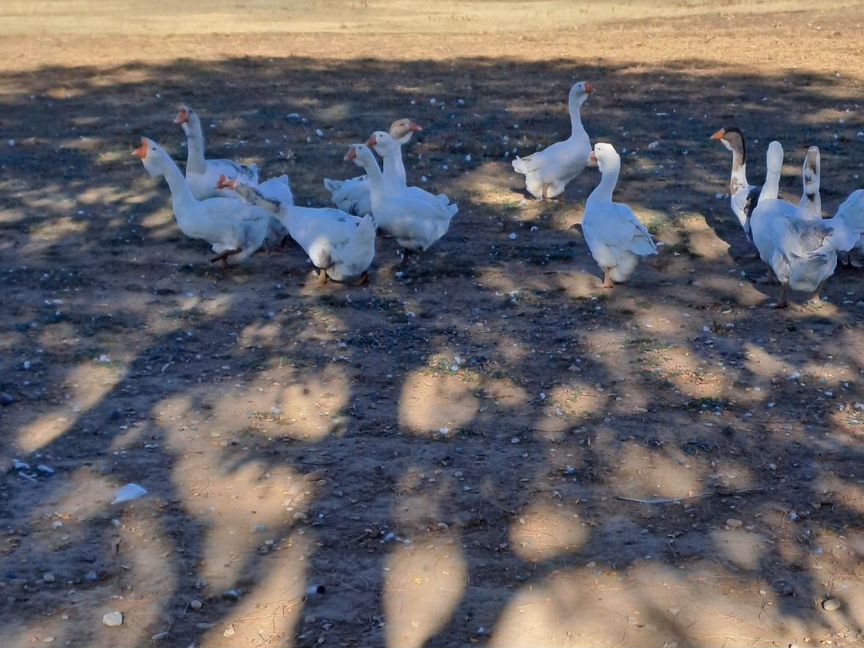 Холмогорские гуси