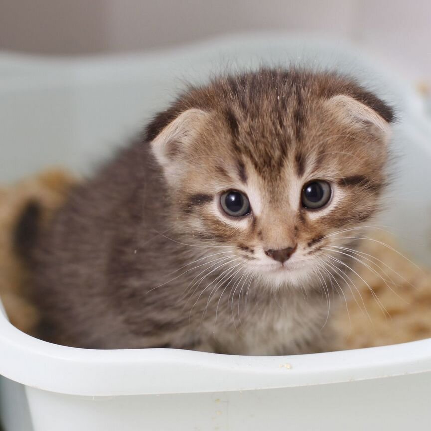 Маленькие котятки-ребятки