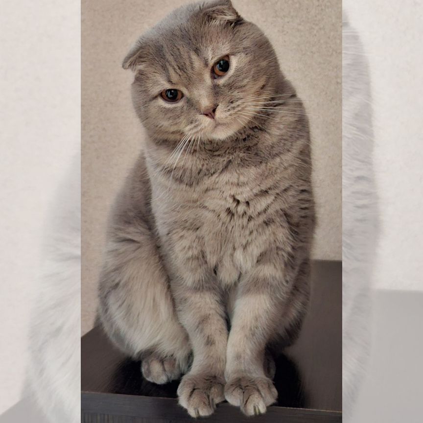 Шотландский вислоухий короткошёрстный кот, взрослый