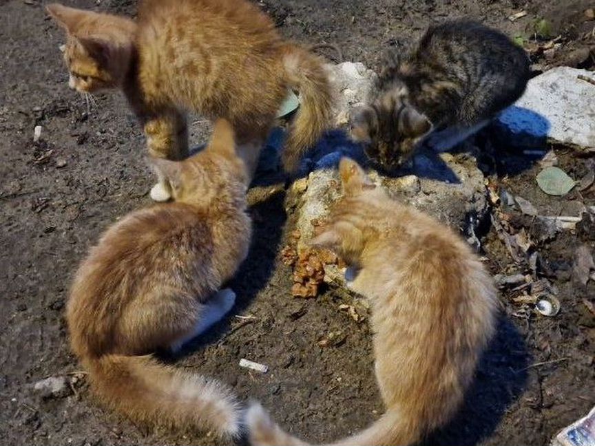 Милые котята в добрые руки забирайте бесплатно