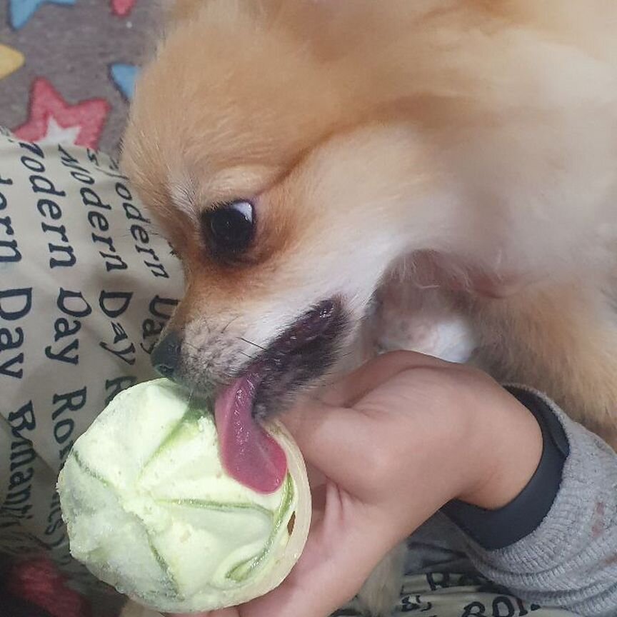 Немецкий шпиц