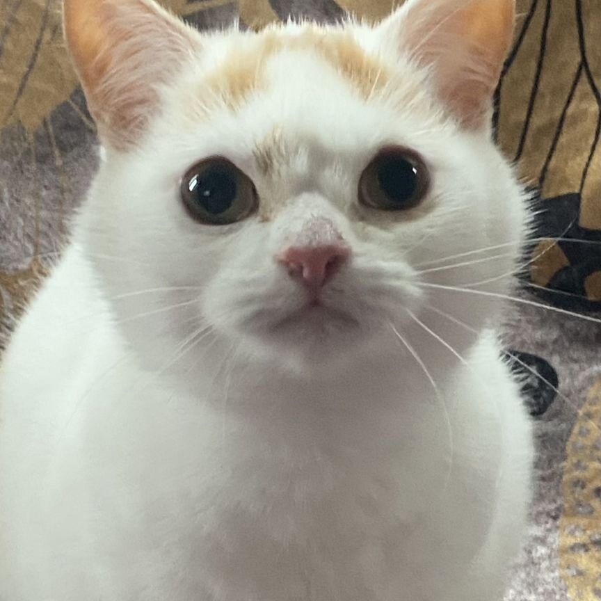 Миниатюрная кошечка