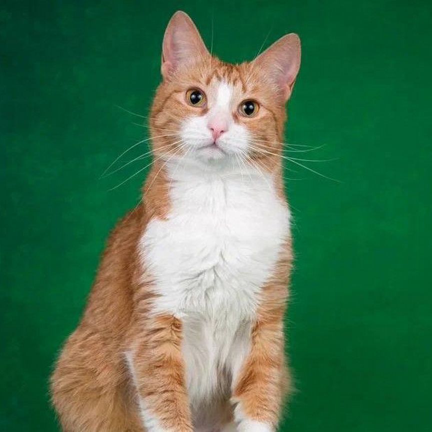 Кошки